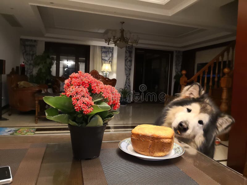 My dog longing eyes stock photo. Image of eyes, bread - 262540430