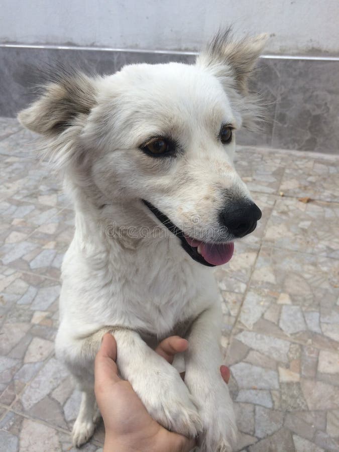 My dog so love me stock photo. Image of love, retriever - 189041270