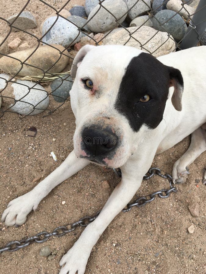 My dog stock photo. Image of spawn, hood, pits - 115777500