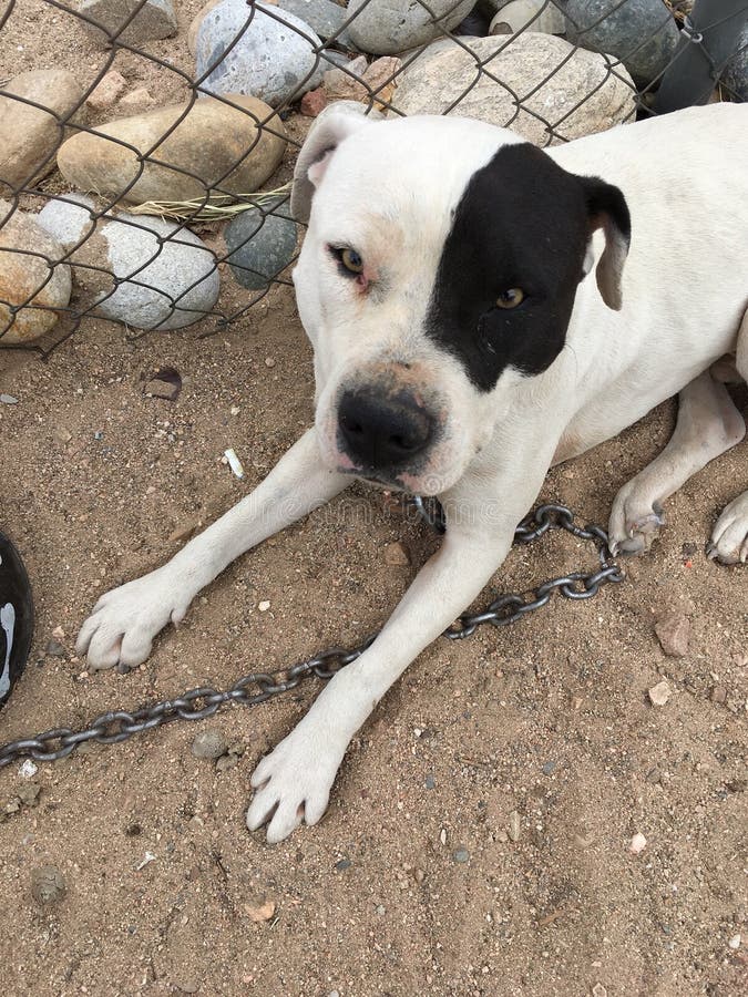 My dog stock image. Image of spawn, killers, compton - 115777509