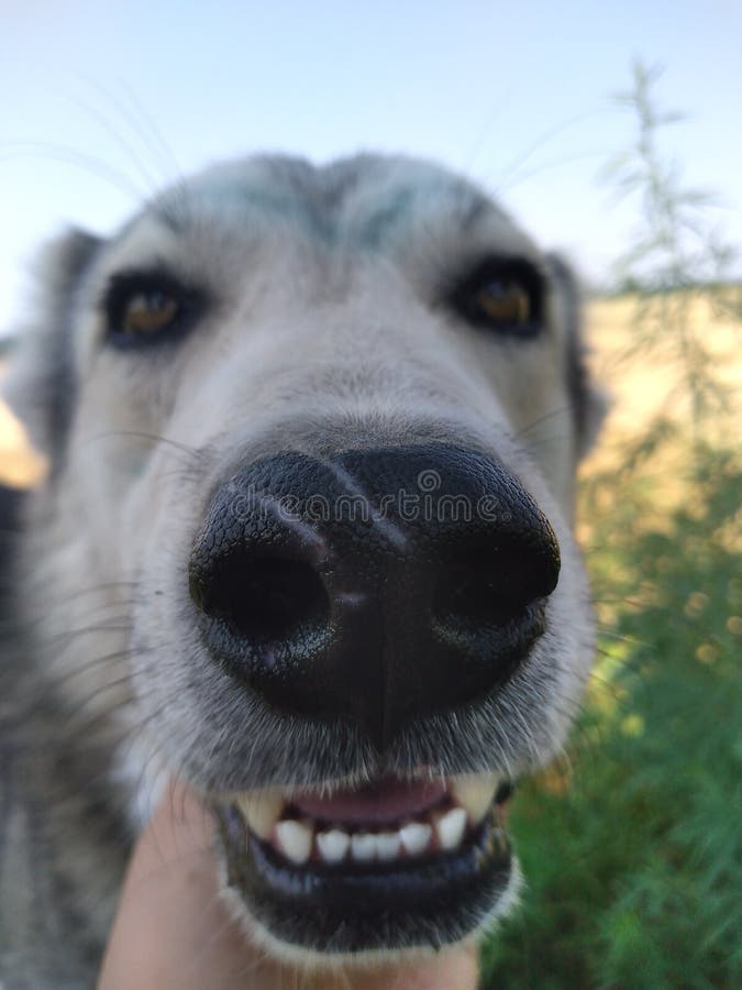 My dog rex stock image. Image of nose, wildlife, head - 235444105