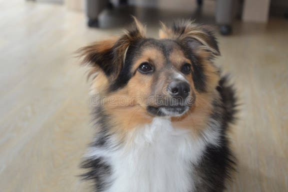 My dog Ricky stock photo. Image of animal, sheltie, ricky - 255883872