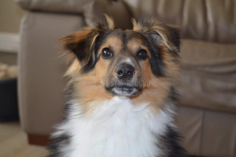 My dog Ricky stock photo. Image of carnivore, snout - 255883880