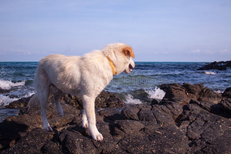 My Dog Is On The Rocks And The Beach Stock Image - Image of activity ...