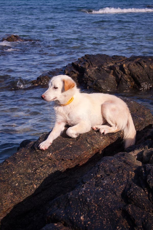 My Dog is on the Rocks and the Beach Stock Photo - Image of nature ...