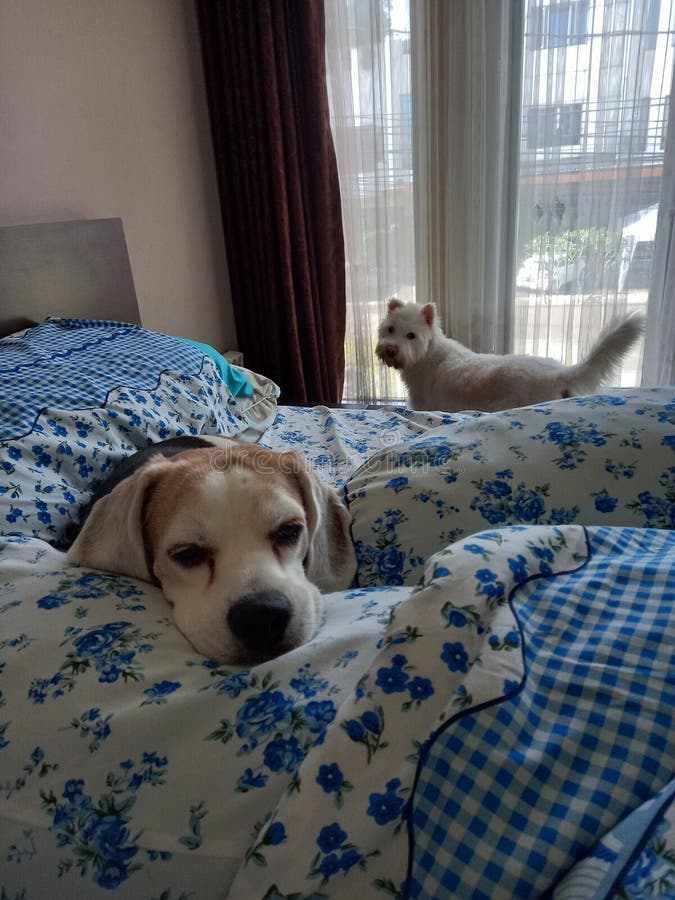 My Dog& X27;s Morning Routine & X22;hey Bro,come on Wake Up& X22; Stock ...