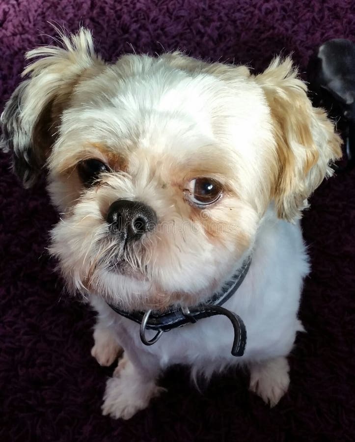 Shizu dog stock image. Image of white, cute, puppy, sitting - 35178585