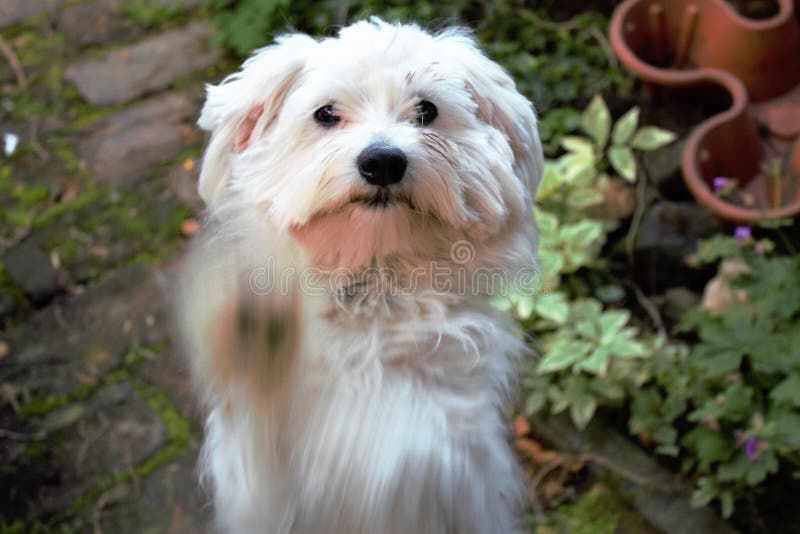 My Dog Says Hello To the World Stock Photo - Image of small, keeping ...