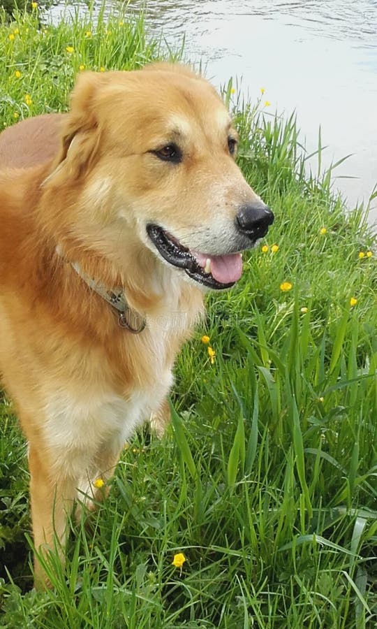 My dog spyke stock image. Image of plant, lawn, carnivore - 254669079