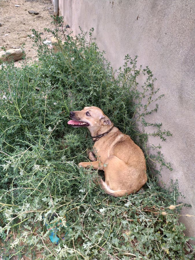 My dog is very sweet stock photo. Image of sweet, small - 155899528