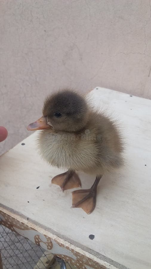 My duck stock photo. Image of fowl, wildlife, water - 240100846