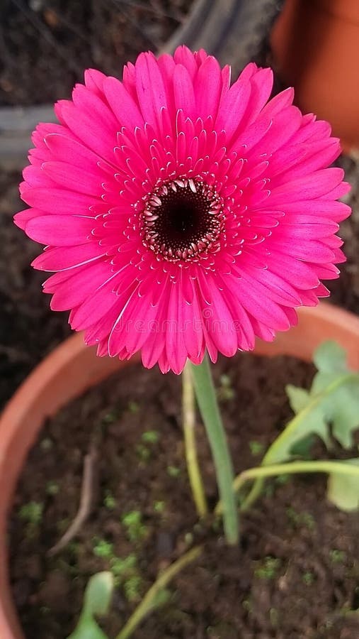 My Ever Loving Dream Flower Stock Image - Image of dream, flower: 263296445