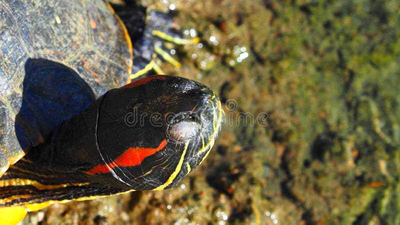 My Eyes are Closed stock photo. Image of autumn, food - 191530120
