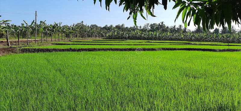 My faddy feel stock image. Image of plantation, rice - 224829853