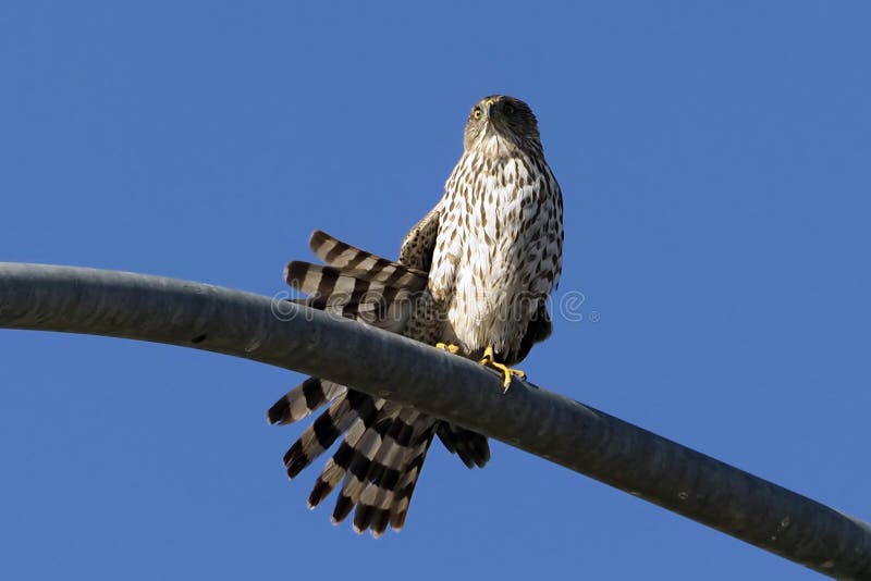 My Fan is Waiting - Hawk Line Wait - Stock Photo - Image of wait, poza ...