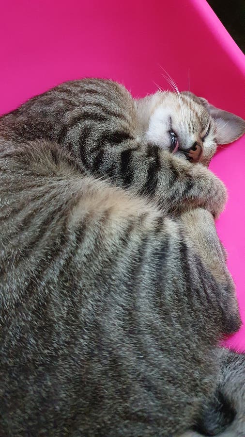 He is My Favorite Cat with His Favorite Sleeping Style Stock Image ...