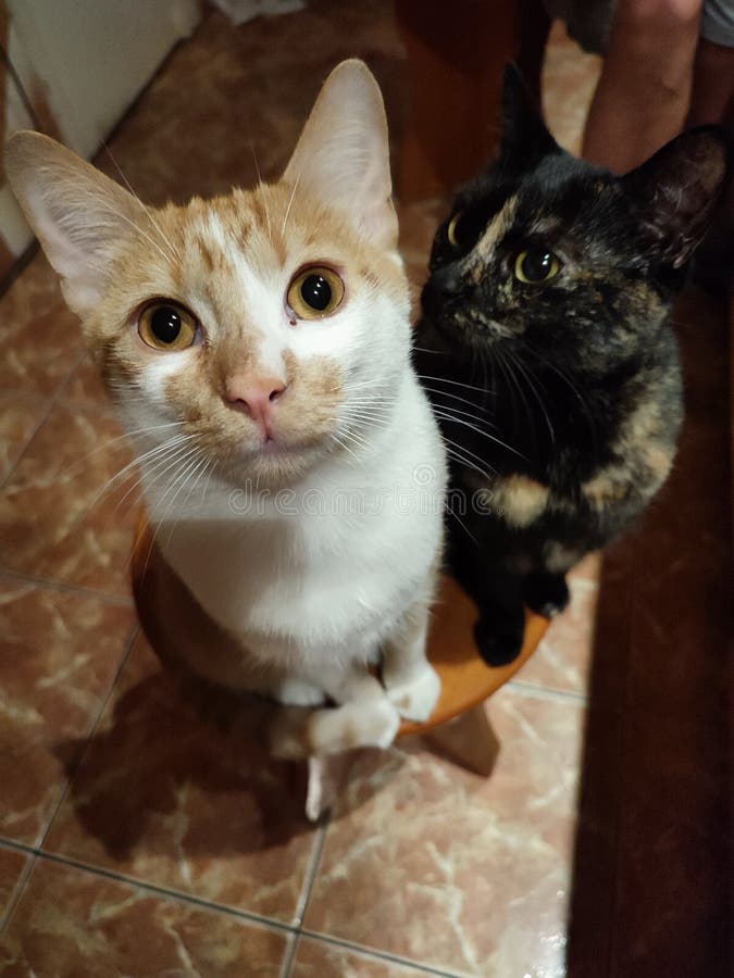 My favorite cats stock photo. Image of wildcat, favorite - 254831788