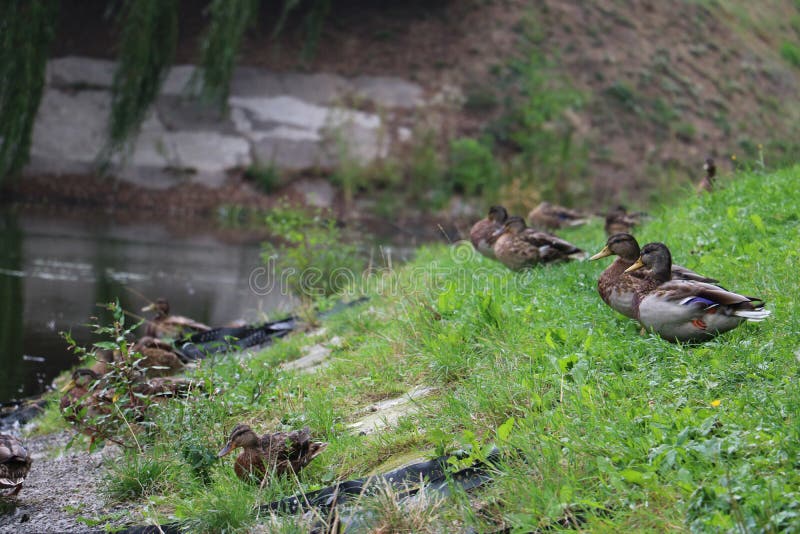 Ukrainian duck stock image. Image of duck, lake, spring - 99386971