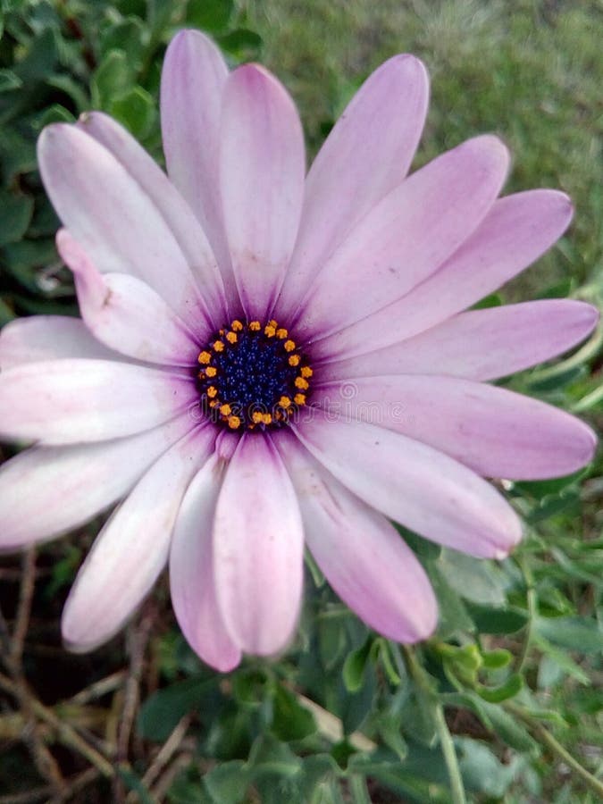 My favorite flowers 库存照片. 图片 包括有 收藏页 - 165980696