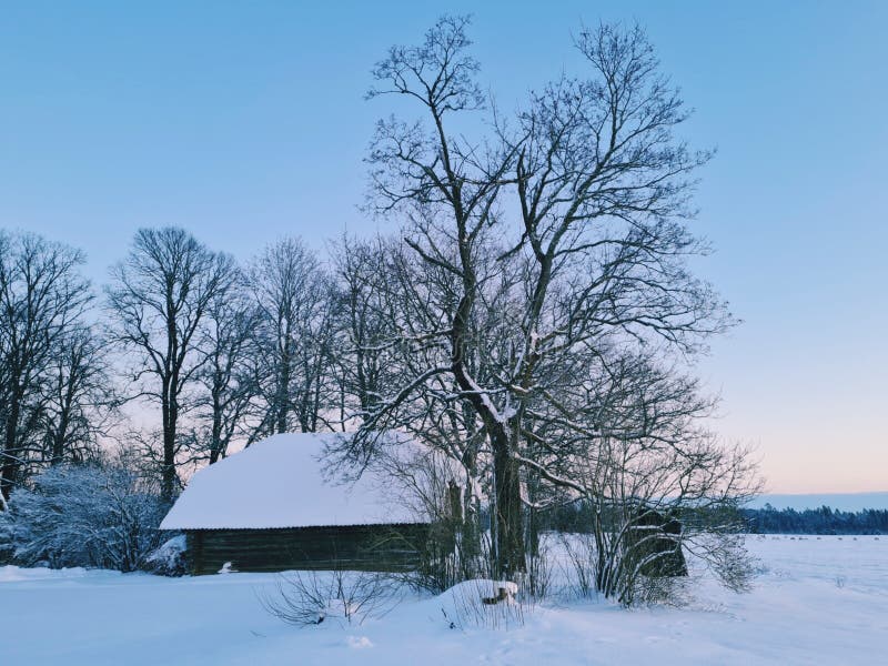 There is Wet Snow in the Forest. Tree Branch with Withered Leaves in ...