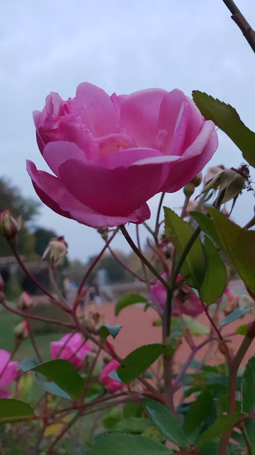 My favorite rose stock photo. Image of special, rose - 135907446