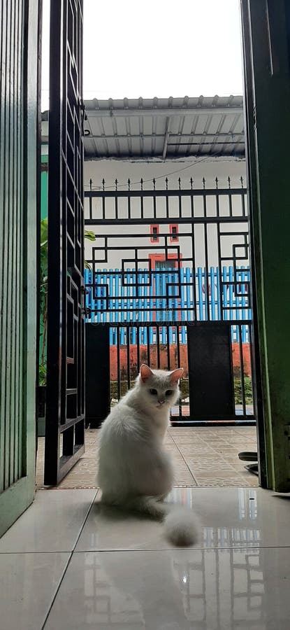 My favorite white cat stock image. Image of favorite - 261862353