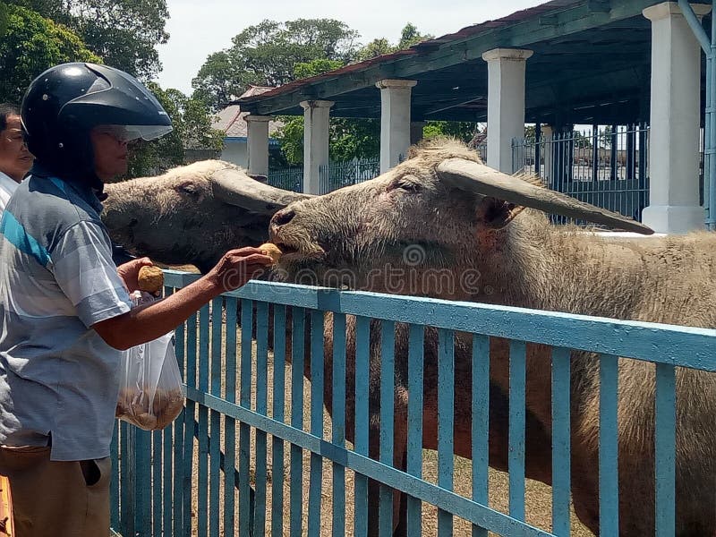 Feeding animal editorial stock photo. Image of animal - 134480403