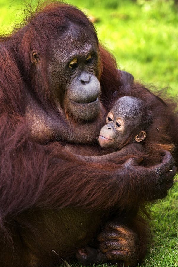 My first baby born stock photo. Image of mammal, mane - 259065648