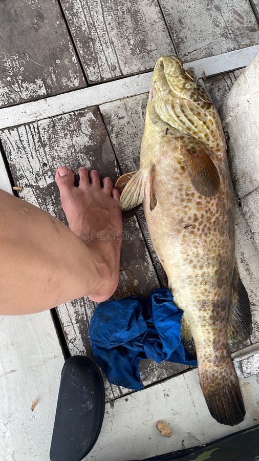 My first strike stock photo. Image of kerapu, strike - 262037334