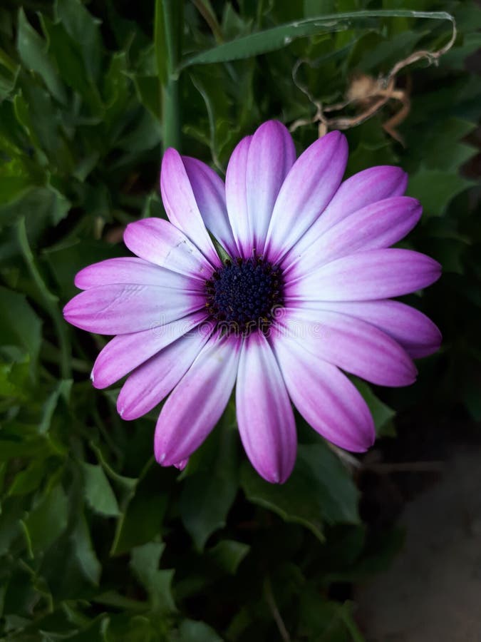 My Flower stock photo. Image of flower, wall, beautiful - 99844432