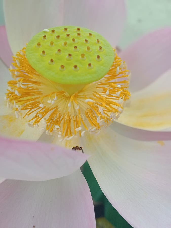 My flower in garden stock photo. Image of garden, color - 193544144