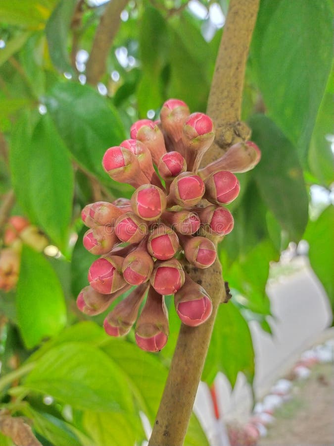 My Flower. Padang Indonesia, West Sumatra, 11/07/2022 Stock Photo ...