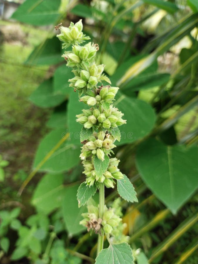 My Flower. Padang Indonesia, West Sumatra, 11/07/2022 Stock Image ...