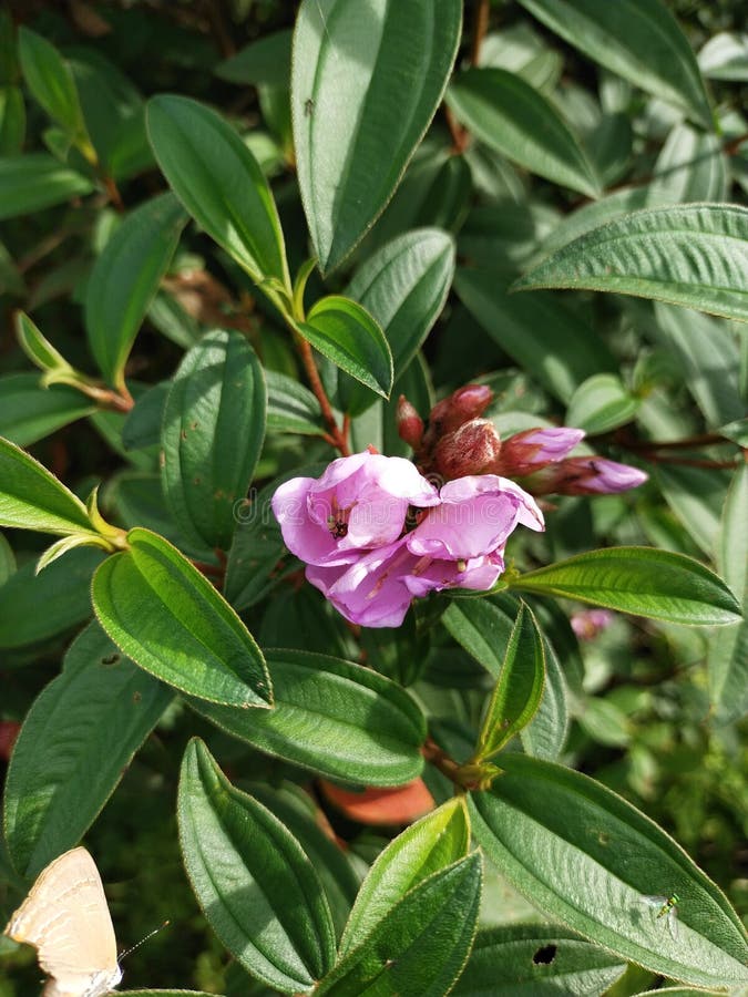My Flower. Padang Indonesia, West Sumatra, 11/07/2022 Stock Photo ...