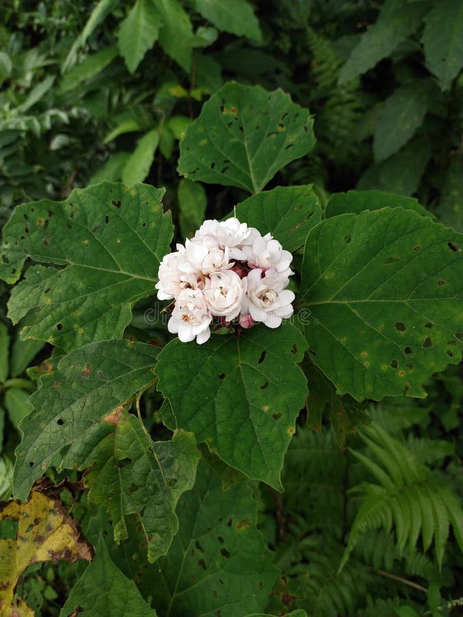 My Flower. Padang Indonesia, West Sumatra, 11/07/2022 Stock Photo ...
