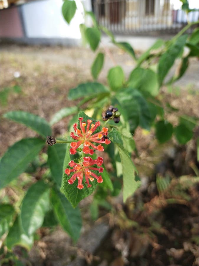 My Flower. Padang Indonesia, West Sumatra, 11/07/2022 Stock Image ...
