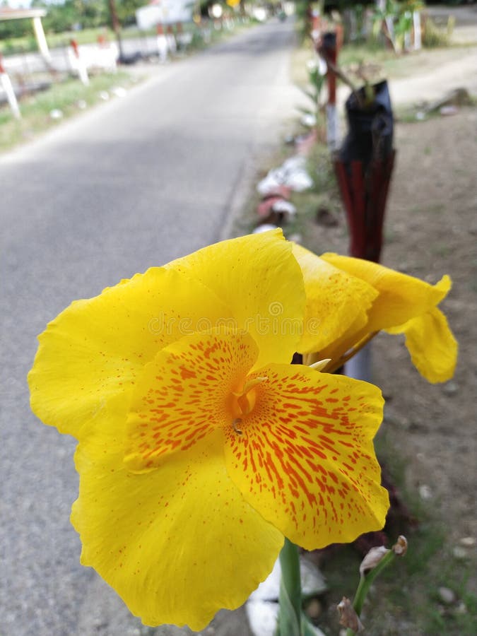 My Flower. Padang Indonesia, West Sumatra, 11/07/2022 Stock Photo ...
