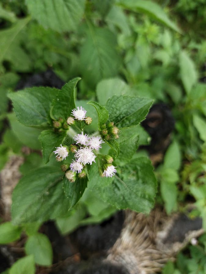 My Flower. Padang Indonesia, West Sumatra, 11/07/2022 Stock Image ...
