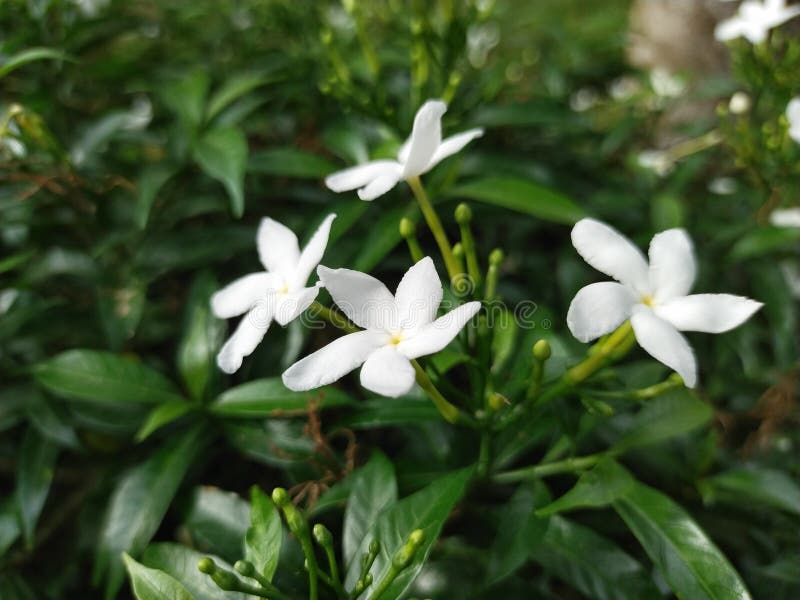 My Flower. Padang Indonesia, West Sumatra, 11/07/2022 Stock Photo ...