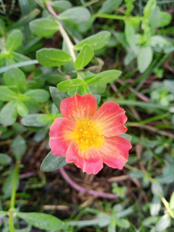 My Flower Rose Honey Chreey Time Flower Sweety Stock Image - Image of ...