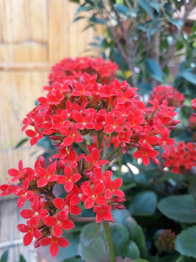 My flower Stone rose stock image. Image of herb, evergreen - 183814367