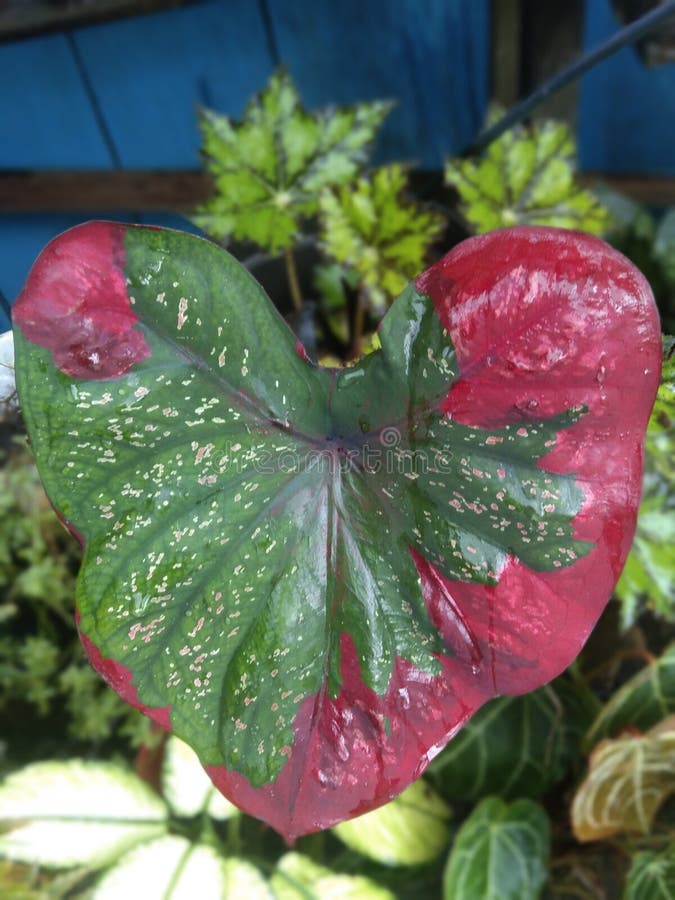 My Flower Take 6 in My Garden Stock Photo - Image of garden ...