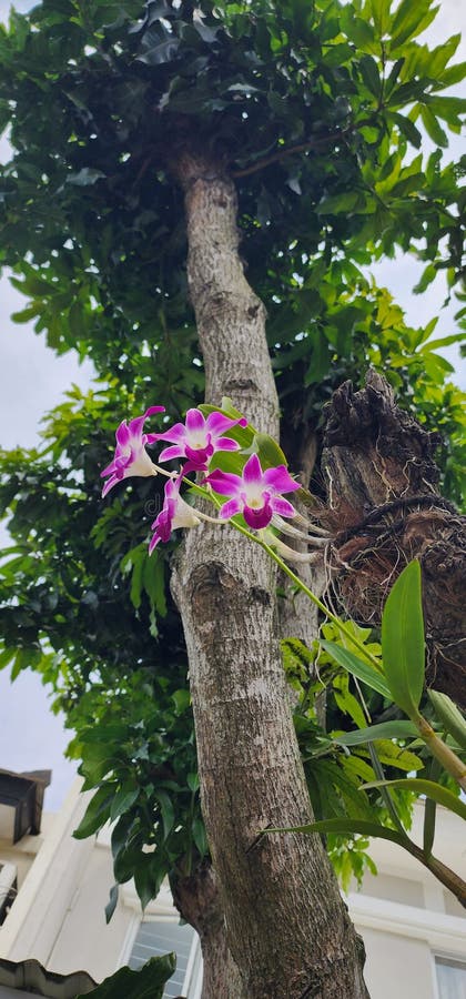 My flower on the tree stock image. Image of forest, produce - 265078599