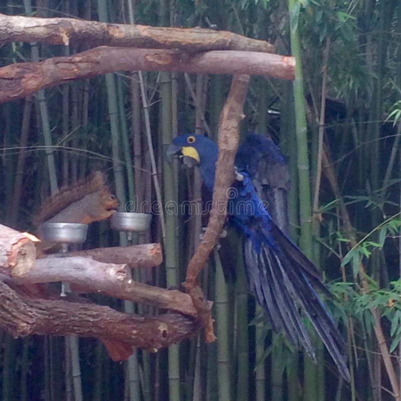 My food stock image. Image of critter, stealing, birds - 53813695