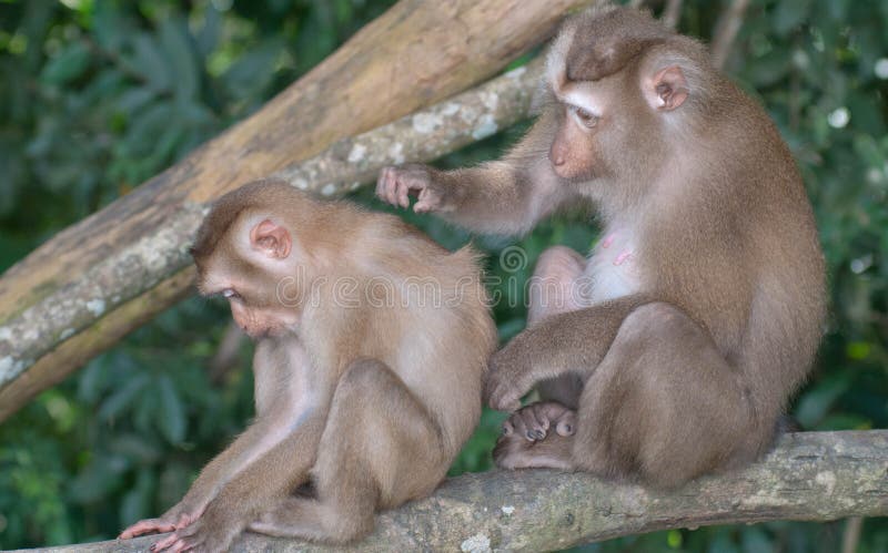 My friend stock image. Image of care, animal, observation - 65210023