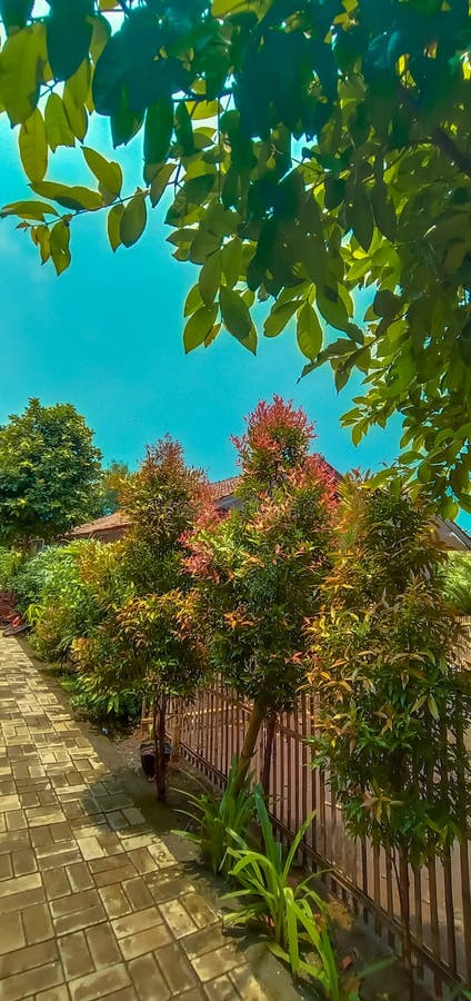 My Front Yard with Lush and Fresh Trees Stock Photo - Image of ...