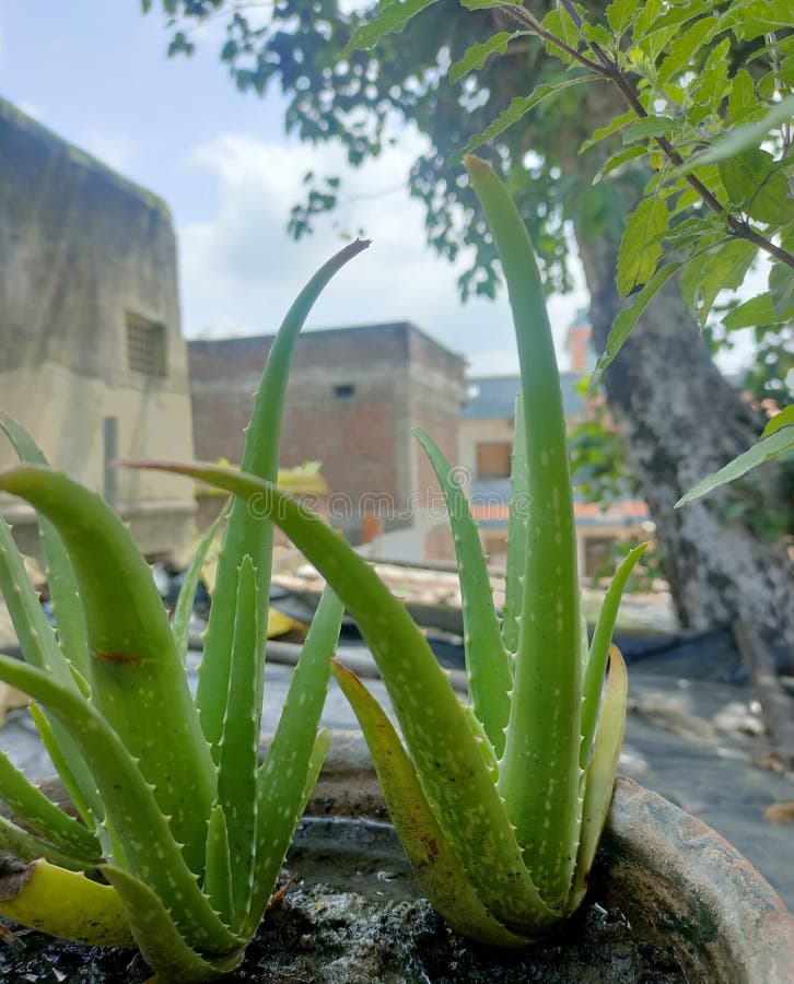 My garden Aloe Vera plant stock photo. Image of garden - 228224944