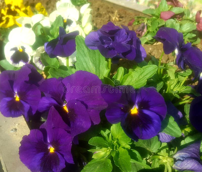 My garden my flowers stock photo. Image of yellow, garden - 215008366