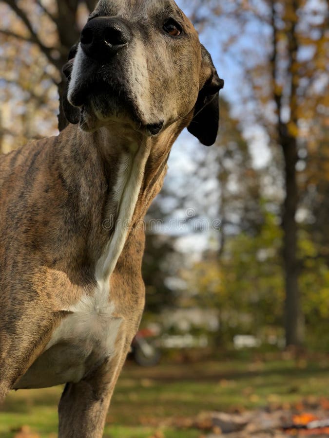 My Gentle Giant stock photo. Image of bruce, giant, dane - 131533450