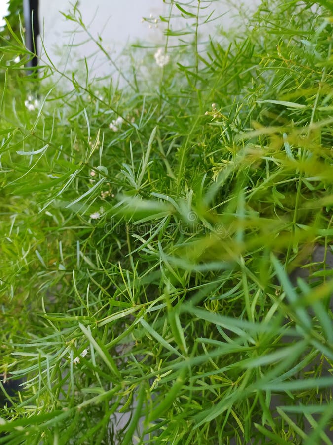 My Gentle Version of a Young Tond of Grass Stock Image - Image of ...